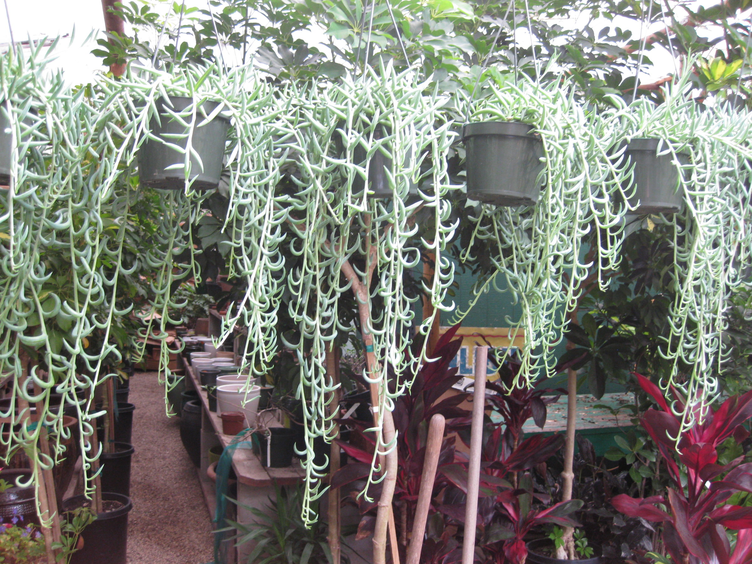 Plant Material Services - Malibu Tree & Landscape