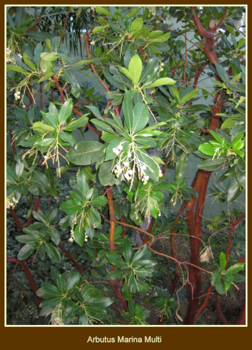 Plant Material Services - Malibu Tree & Landscape