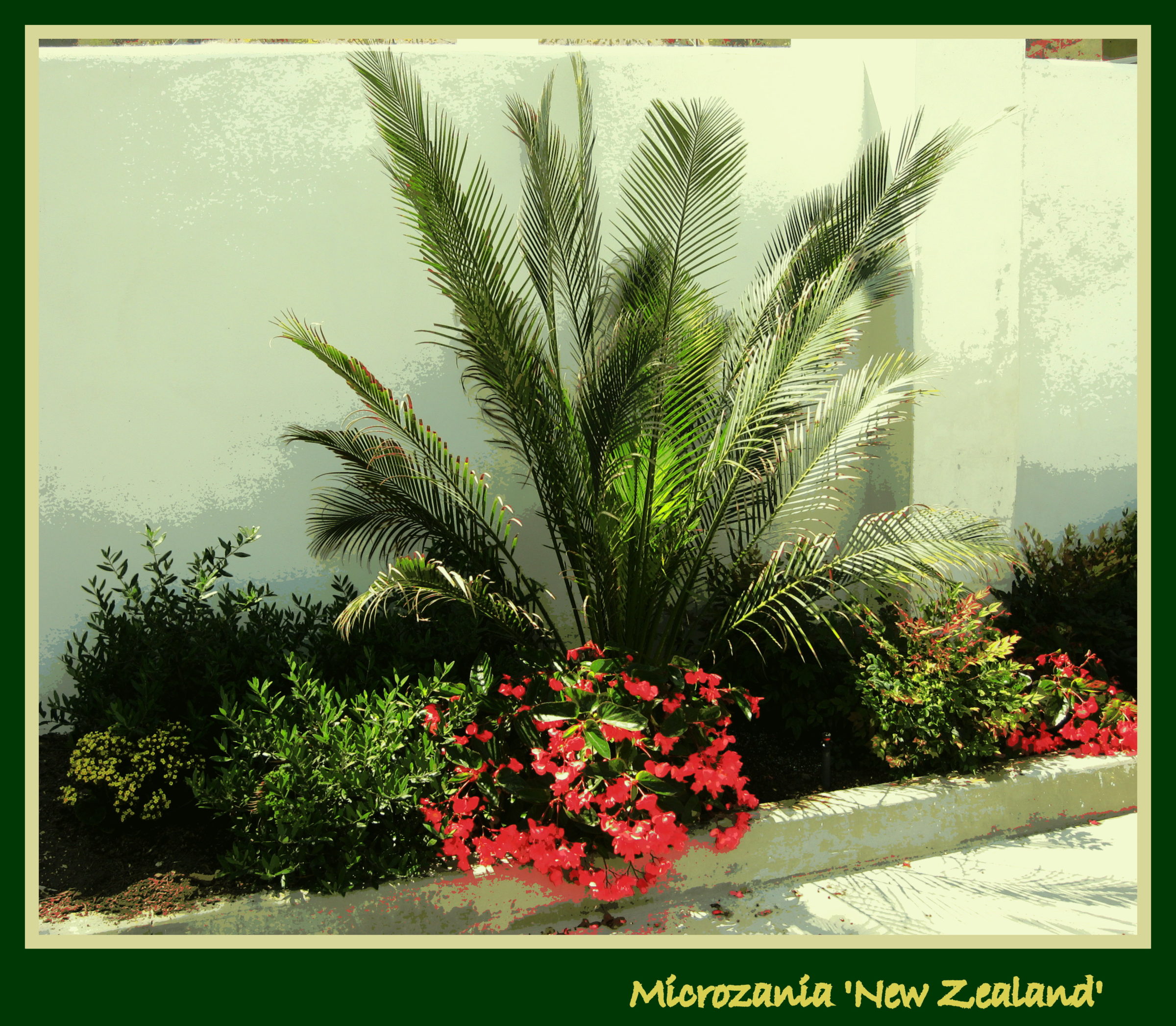 Plant Material Services - Malibu Tree & Landscape