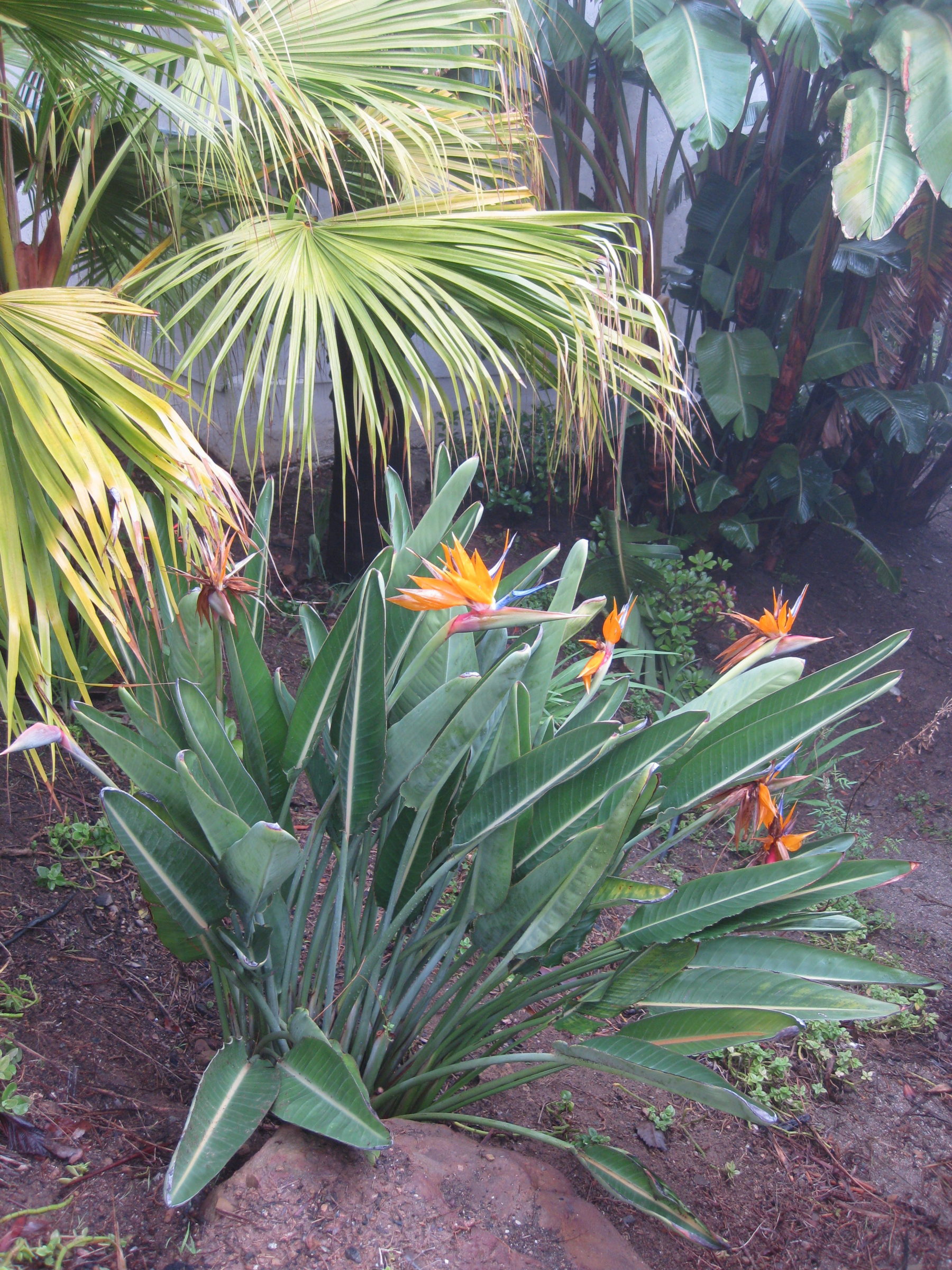 Plant Material Services - Malibu Tree & Landscape