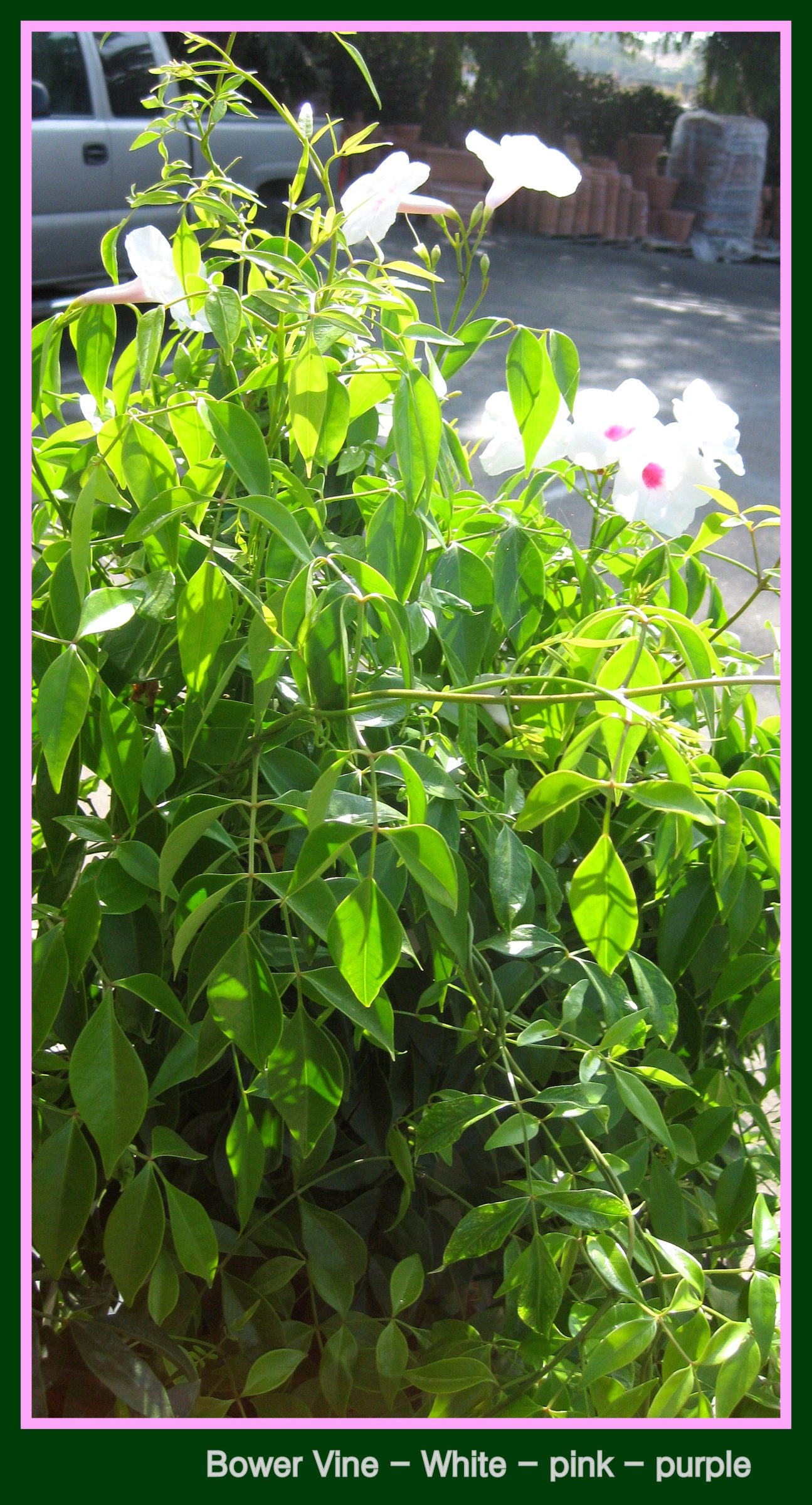 Plant Material Services - Malibu Tree & Landscape