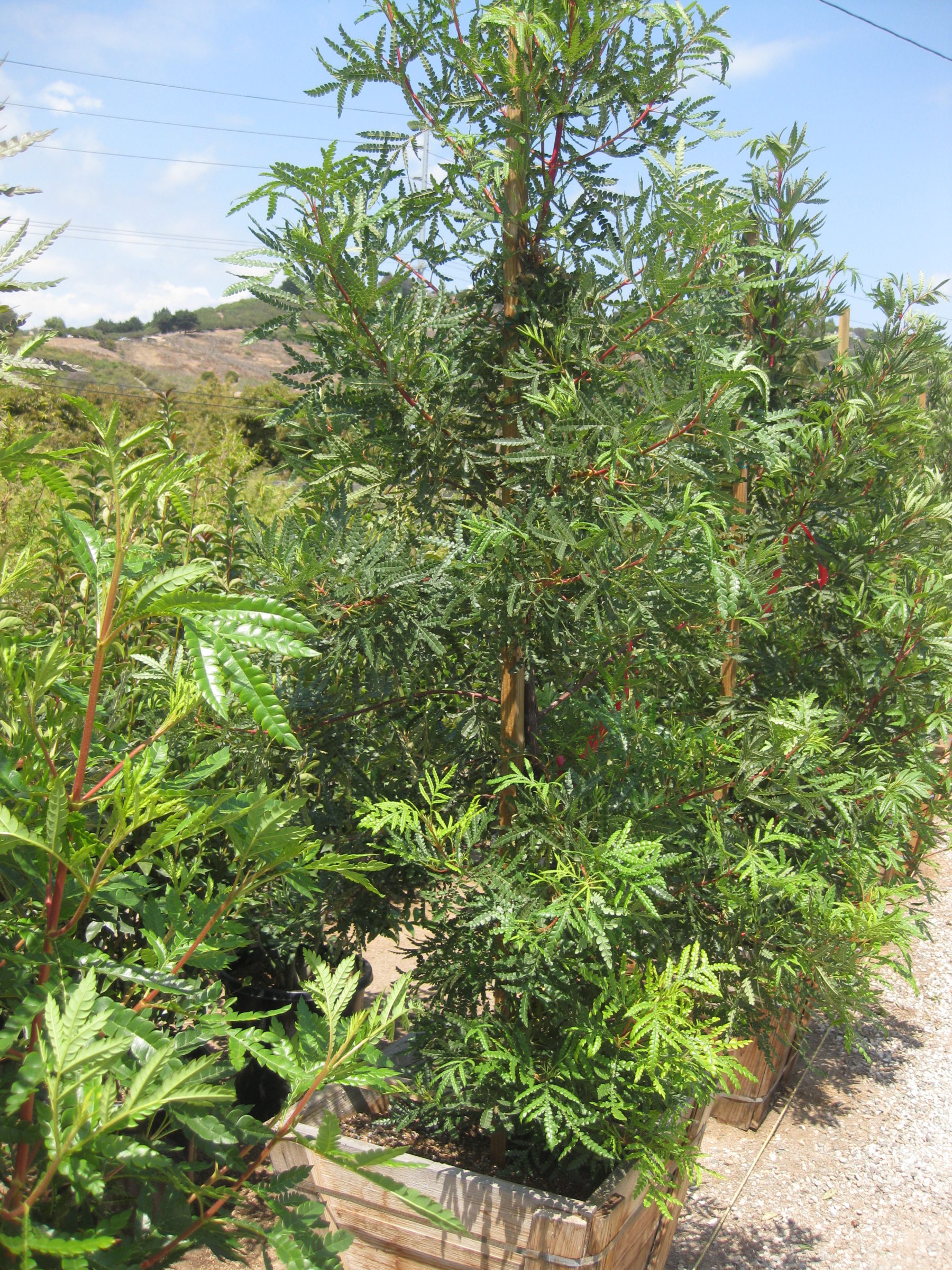 Plant Material Services - Malibu Tree & Landscape