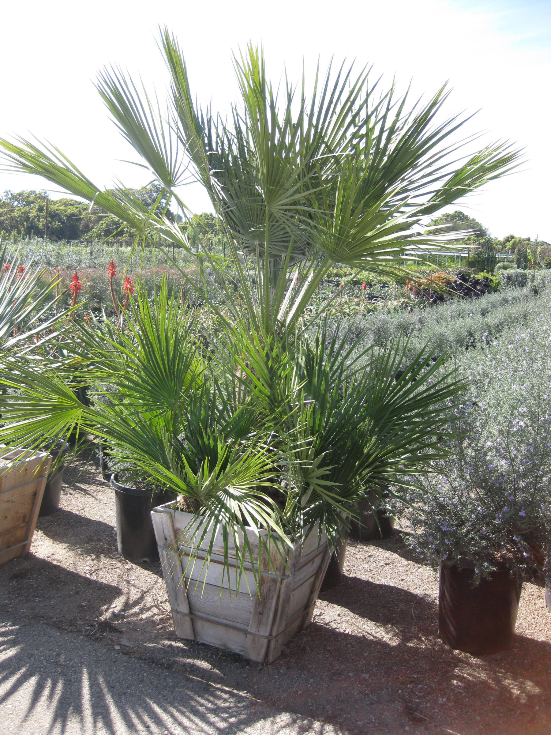 Plant Material Services - Malibu Tree & Landscape