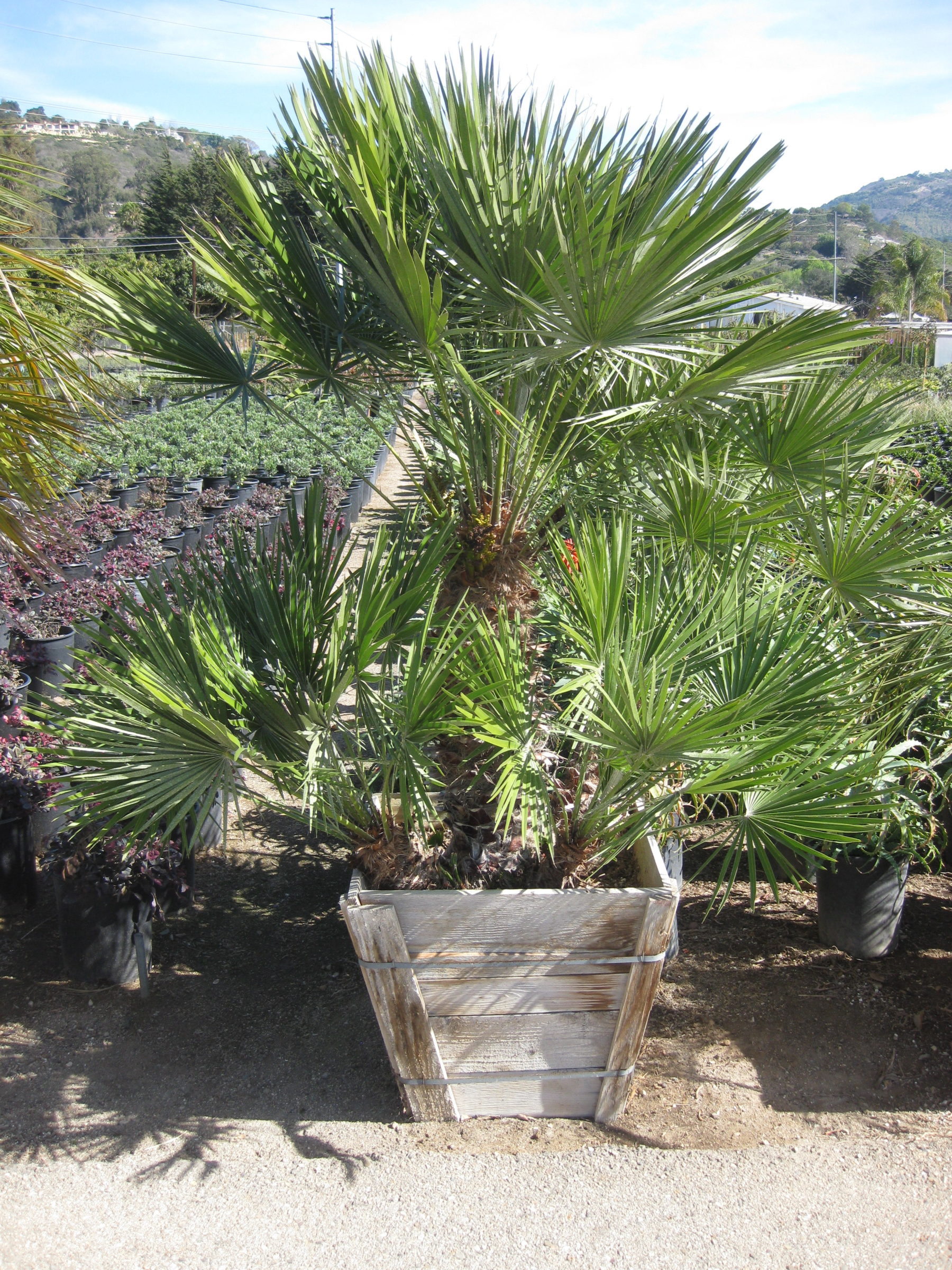 Plant Material Services - Malibu Tree & Landscape