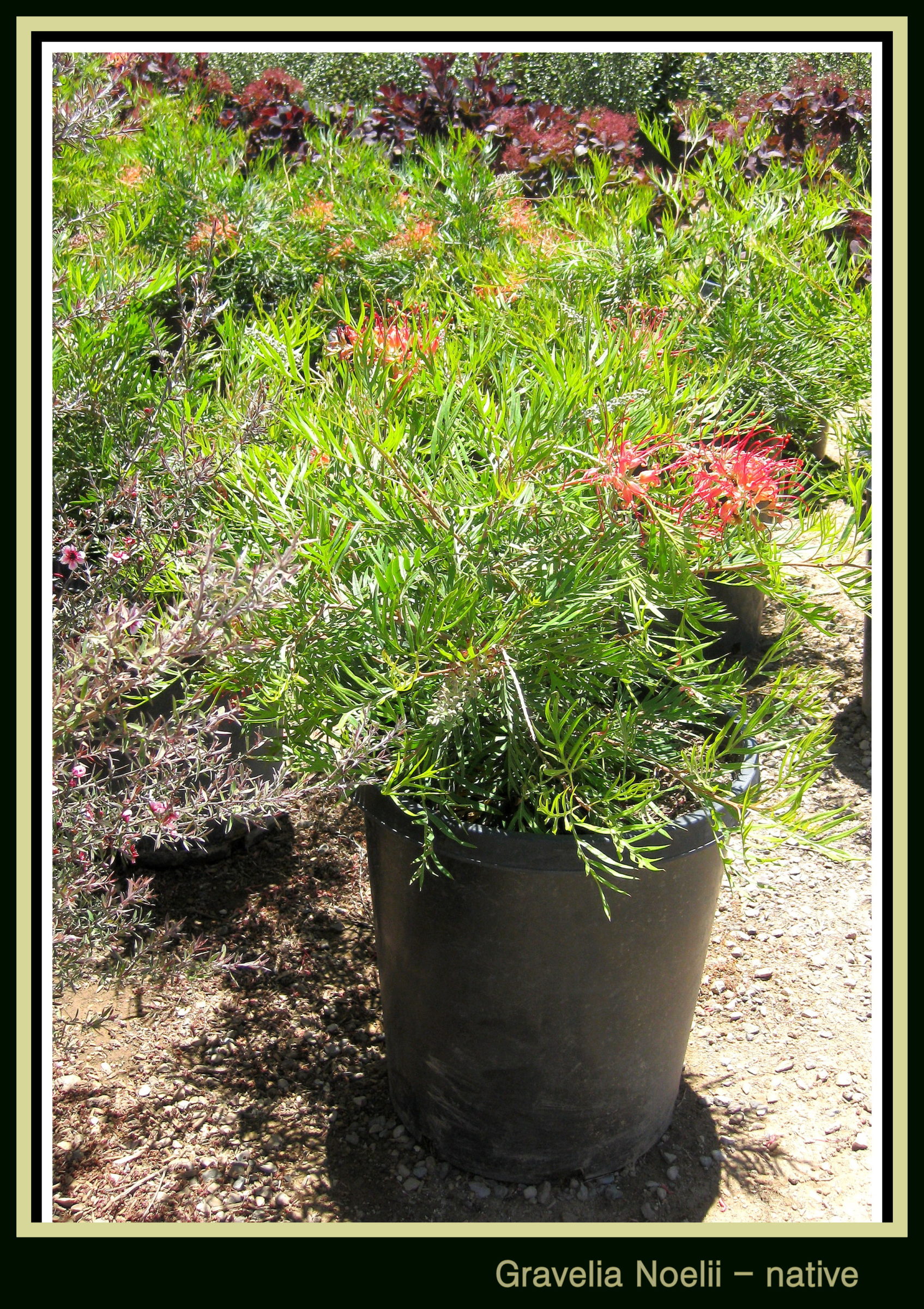 Plant Material Services - Malibu Tree & Landscape