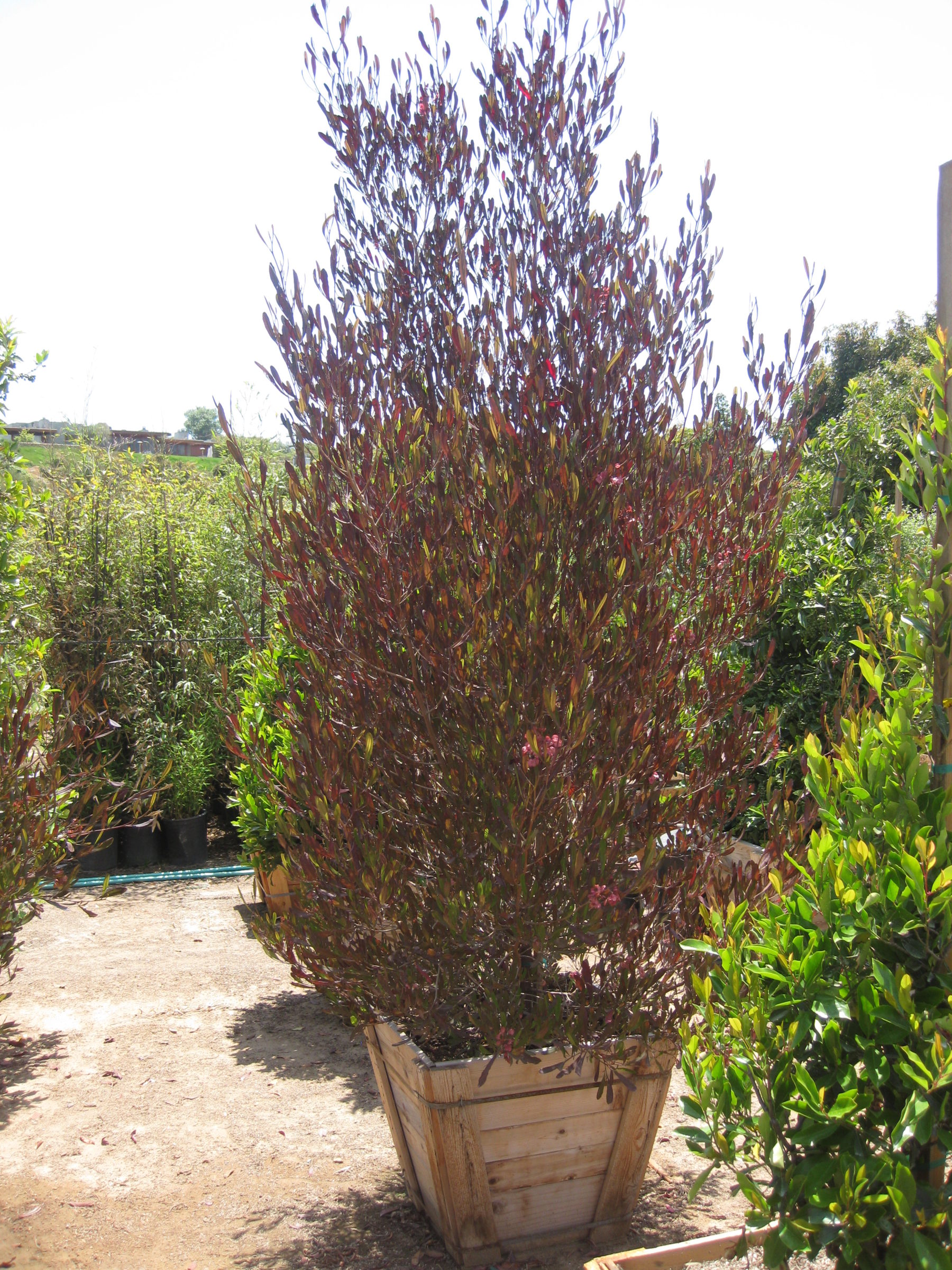 Plant Material Services - Malibu Tree & Landscape