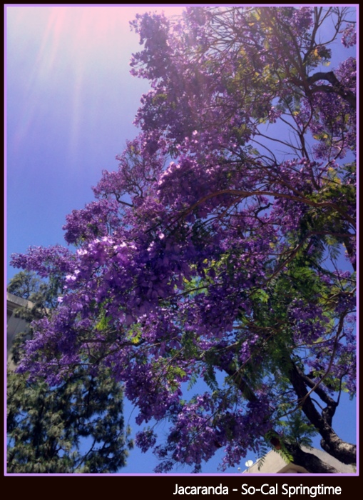 Plant Material Services - Malibu Tree & Landscape