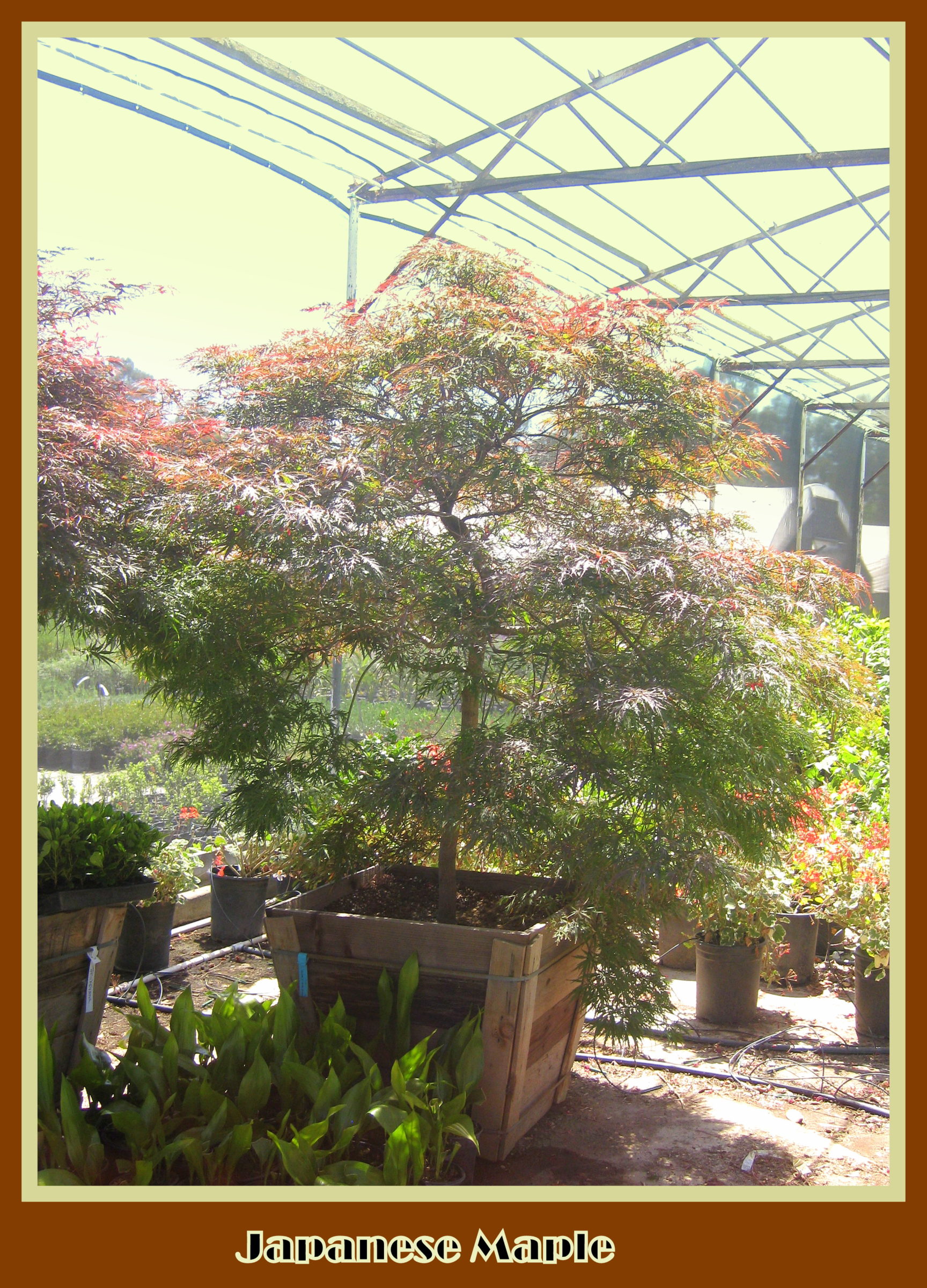 Plant Material Services - Malibu Tree & Landscape