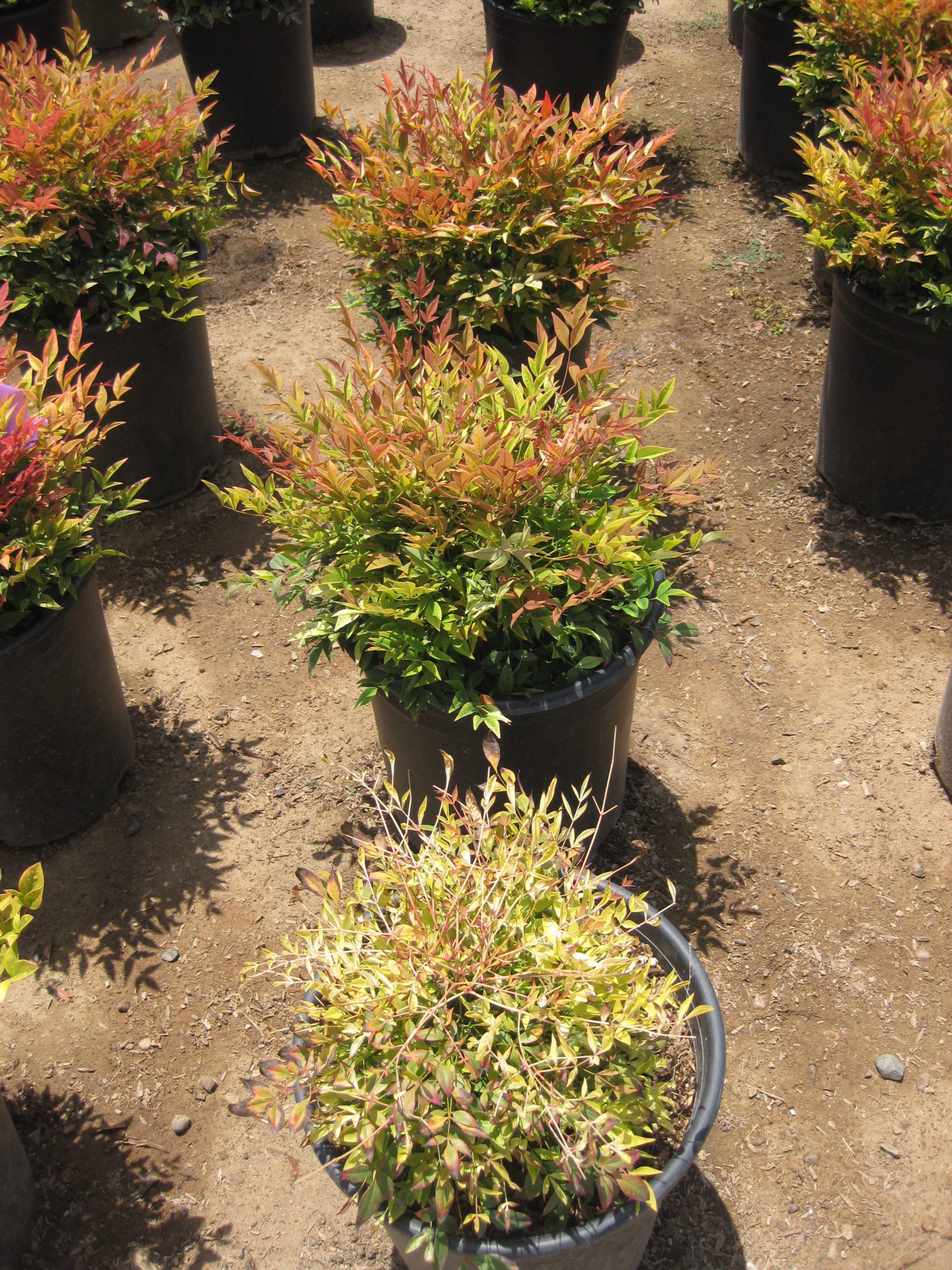Plant Material Services - Malibu Tree & Landscape