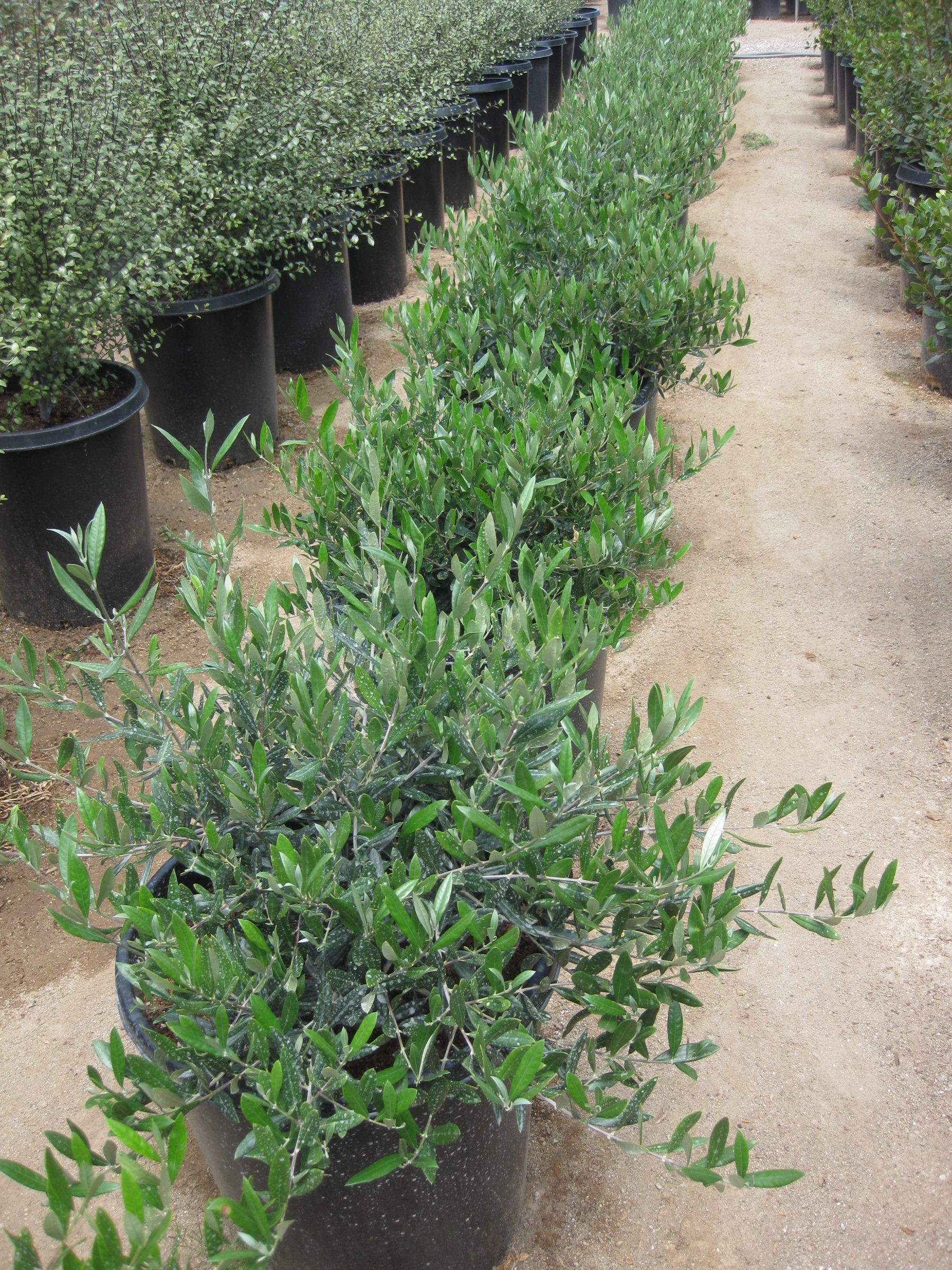 Plant Material Services - Malibu Tree & Landscape