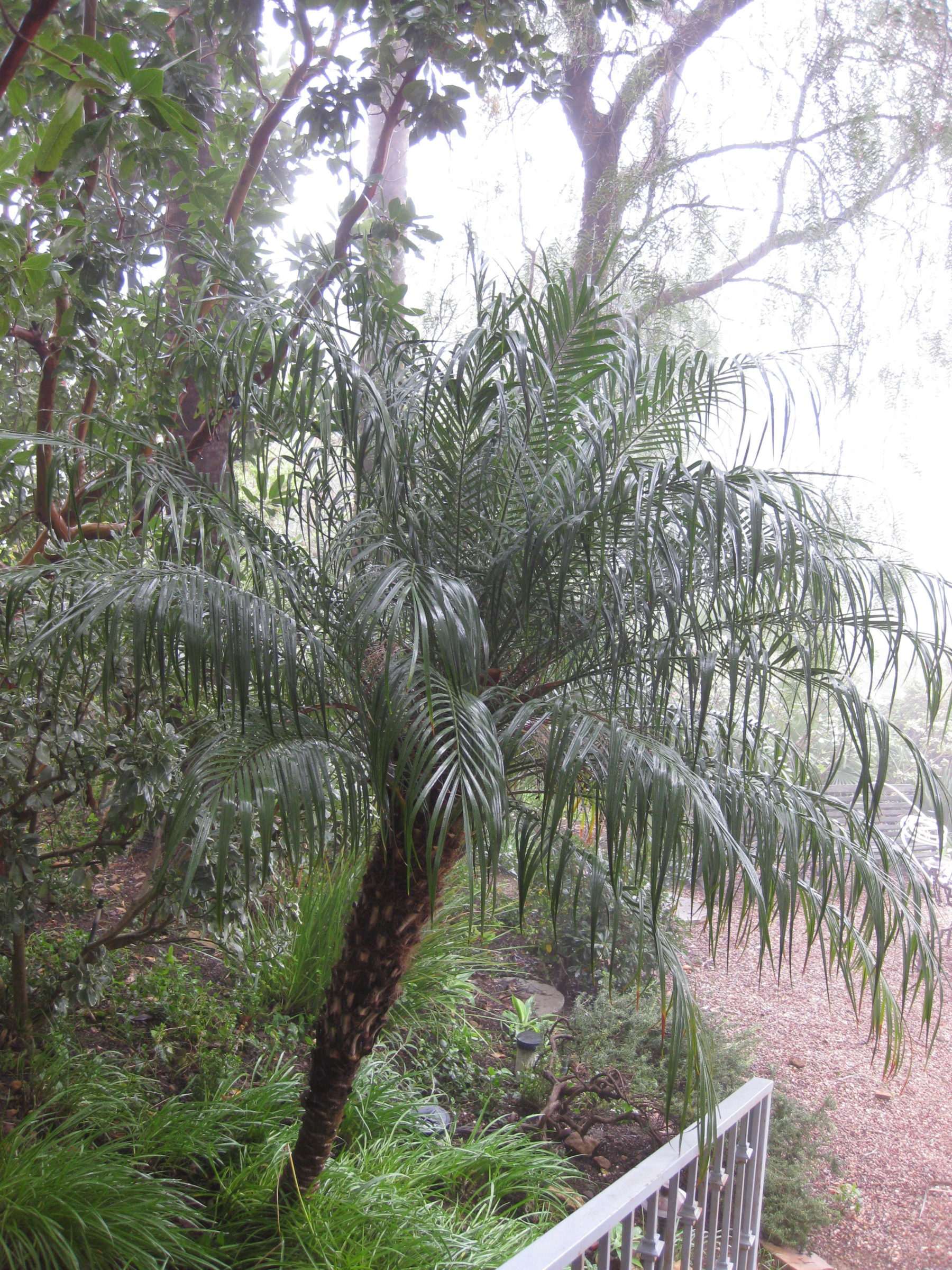 Plant Material Services - Malibu Tree & Landscape