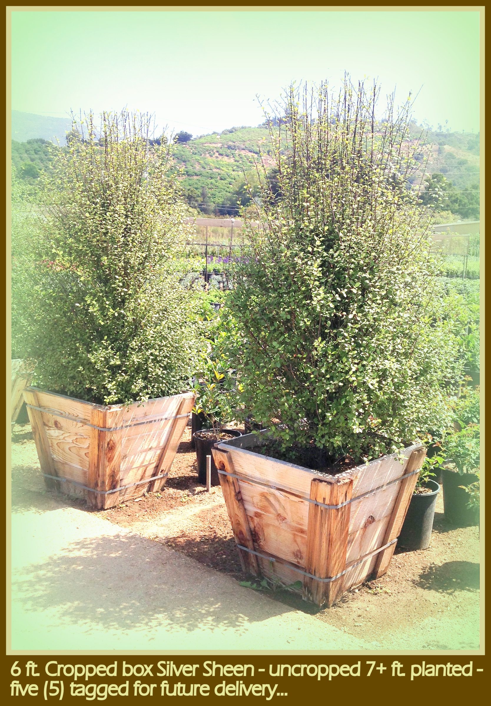 Plant Material Services - Malibu Tree & Landscape