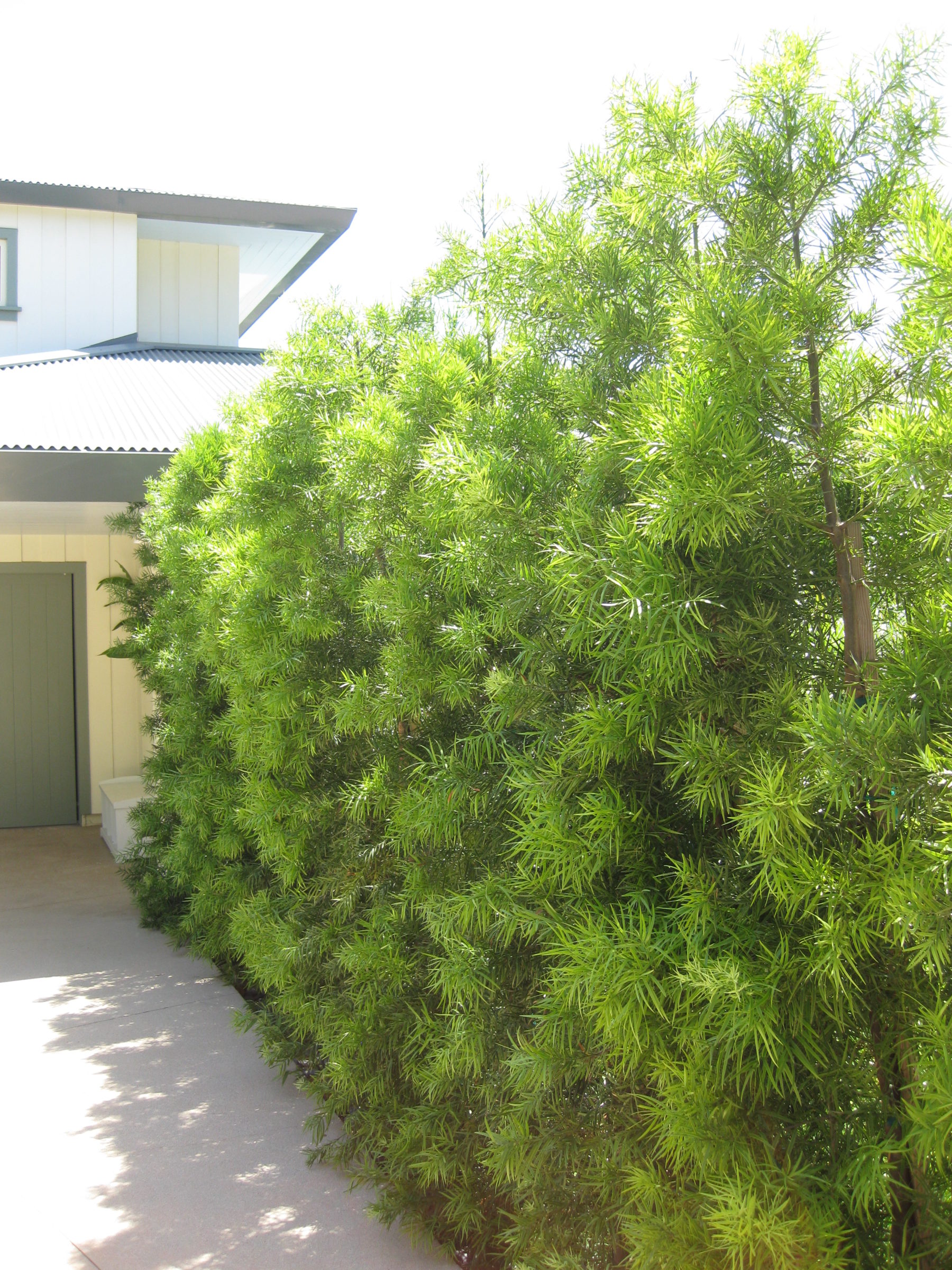 Plant Material Services - Malibu Tree & Landscape