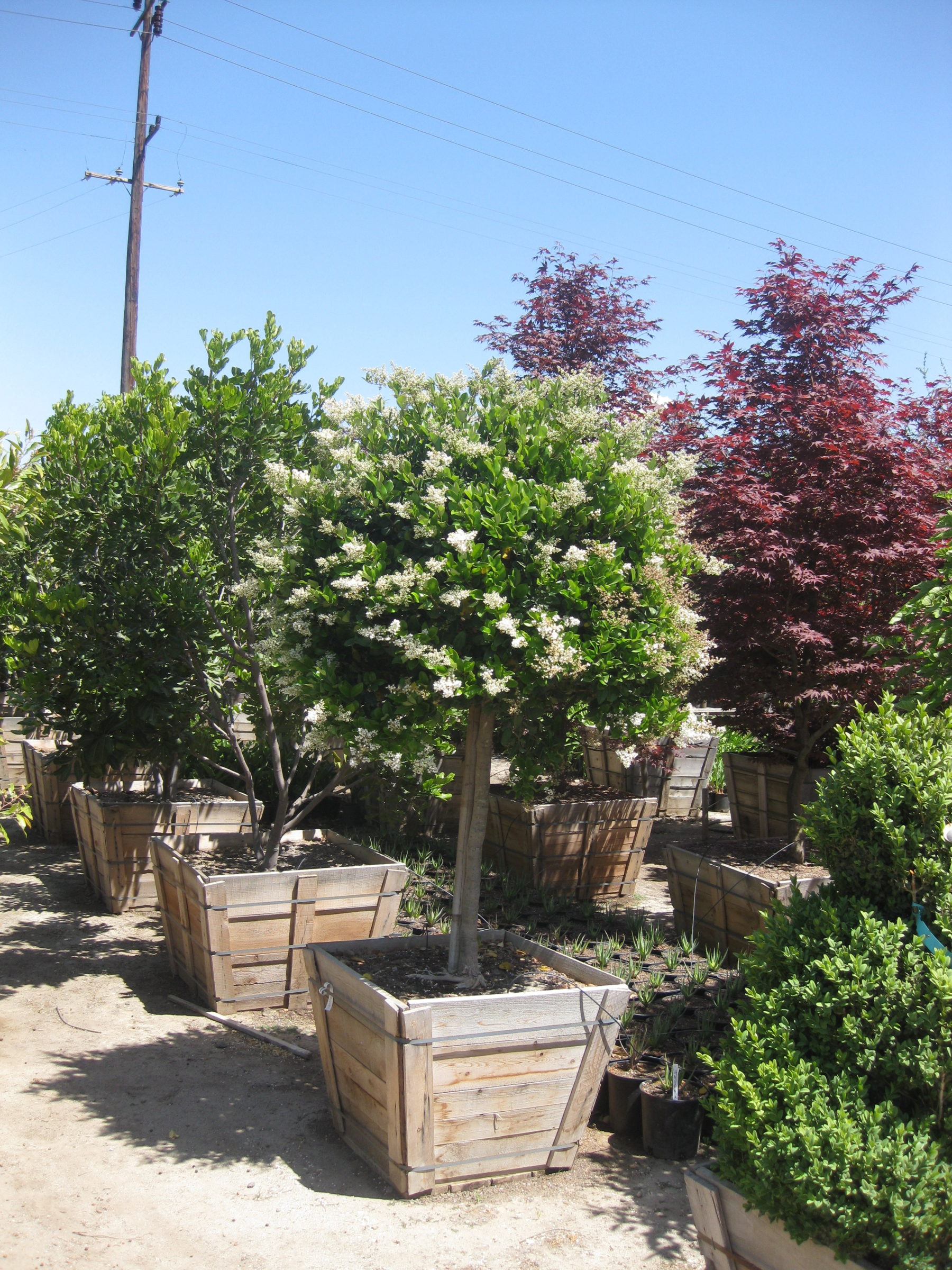 Plant Material Services - Malibu Tree & Landscape