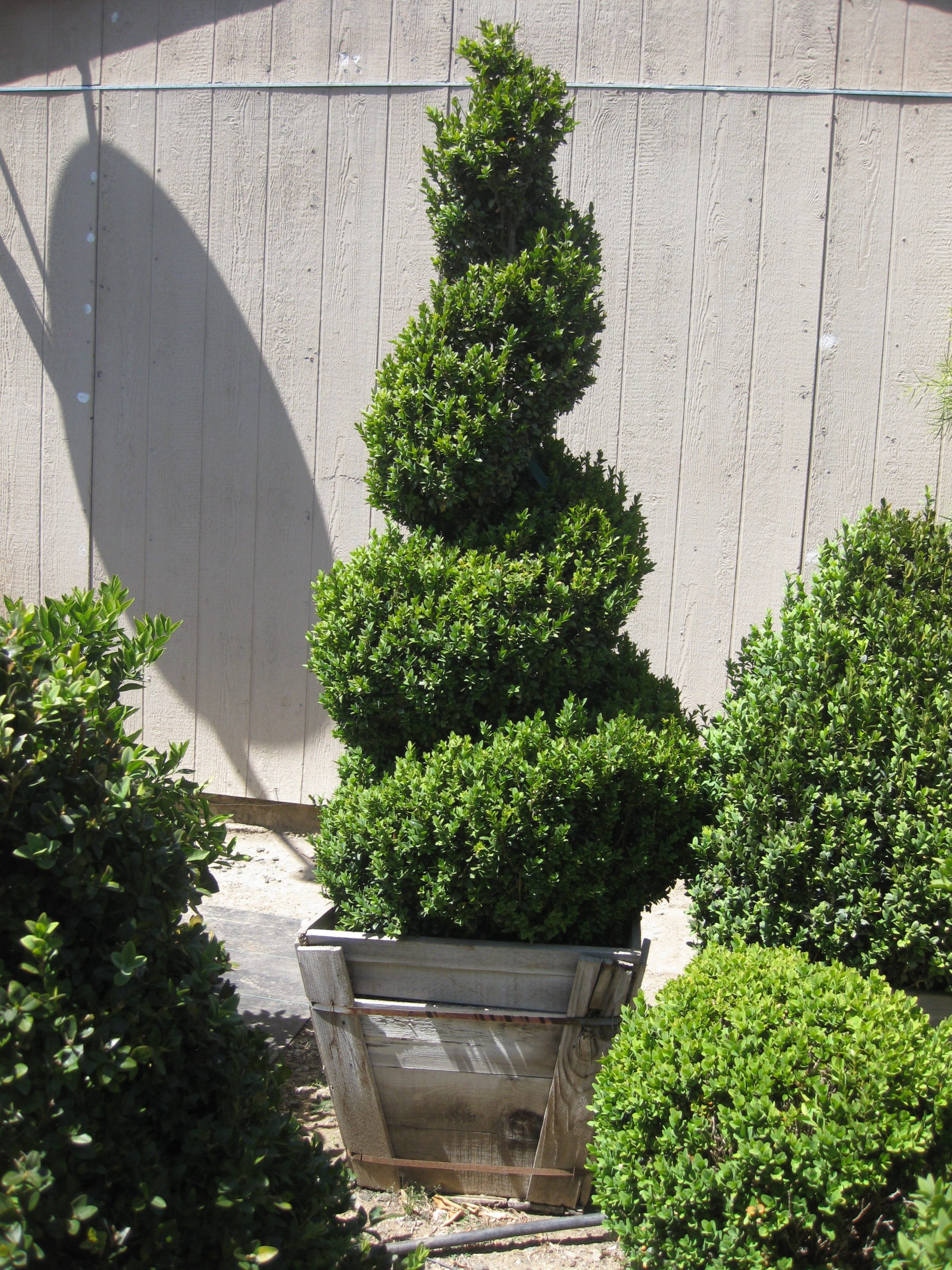 Plant Material Services - Malibu Tree & Landscape