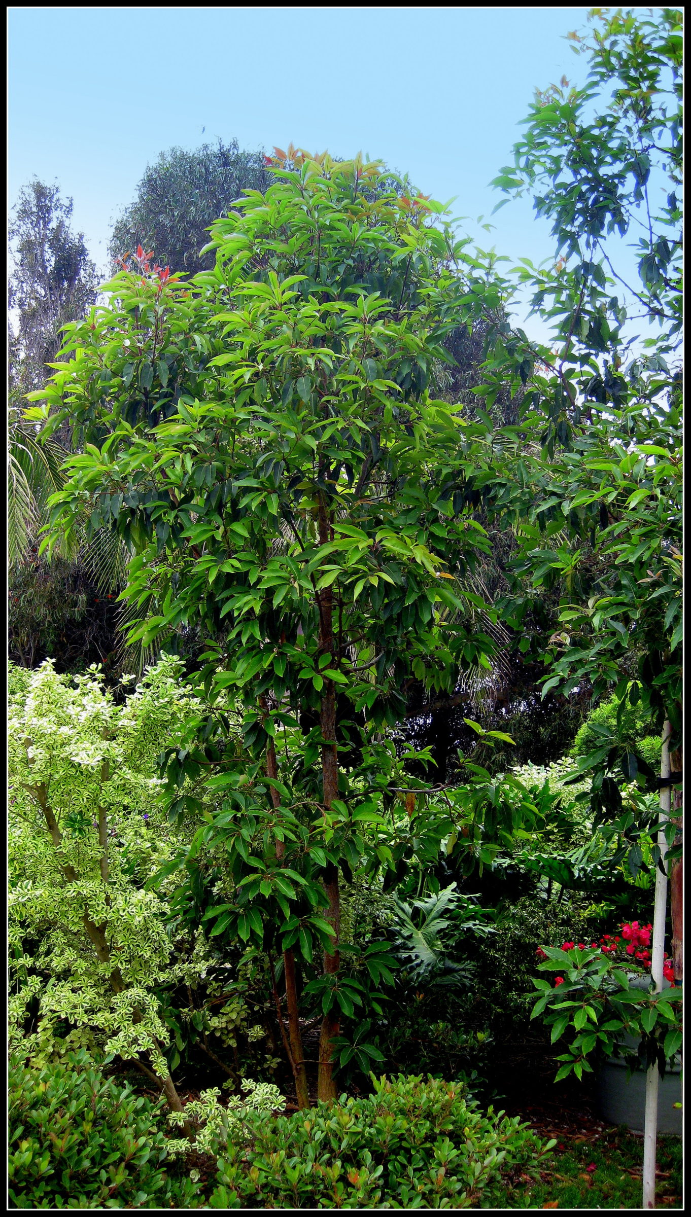 Plant Material Services - Malibu Tree & Landscape